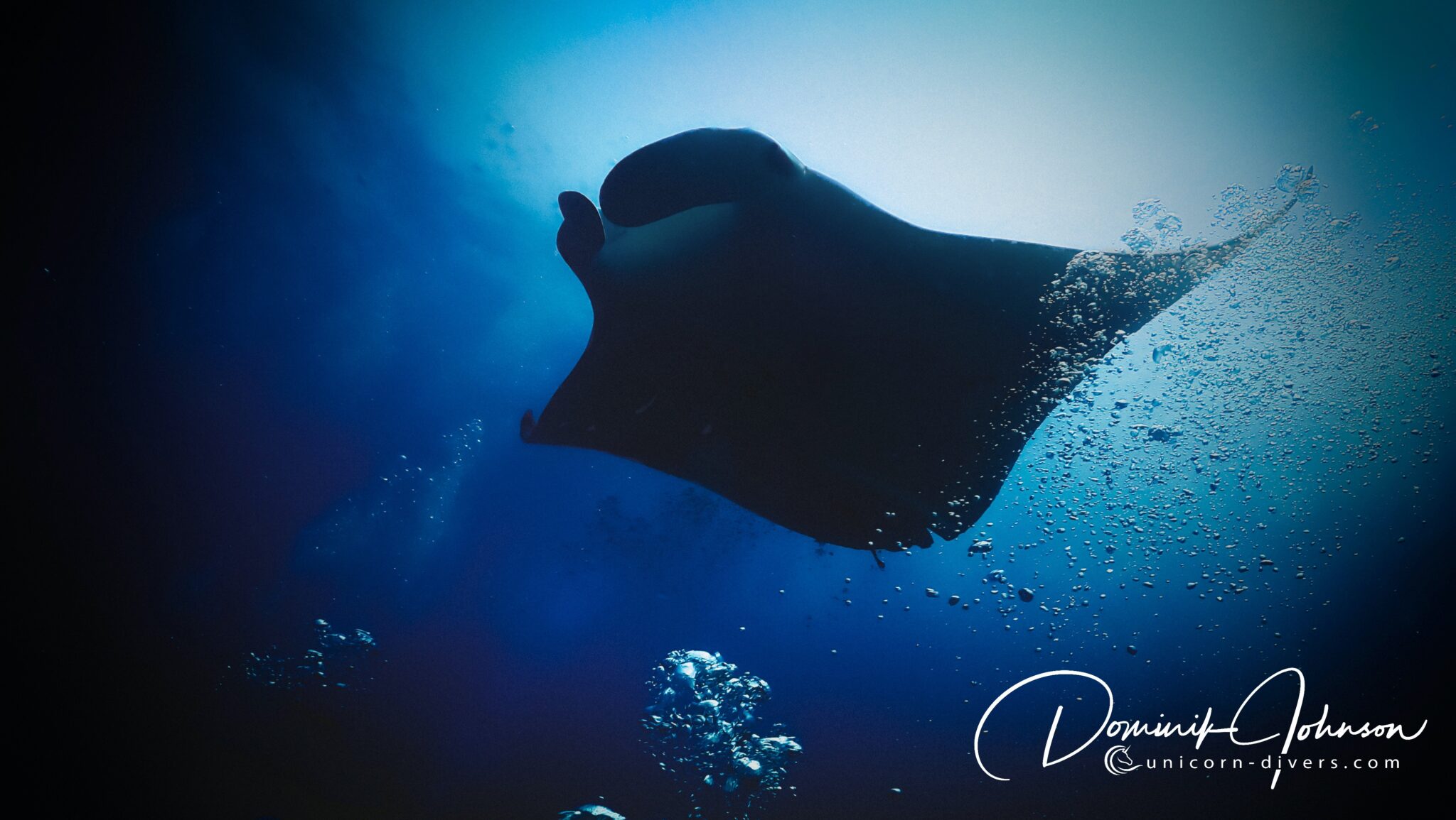 Diving In Maldives Best Of Unicorn Divers